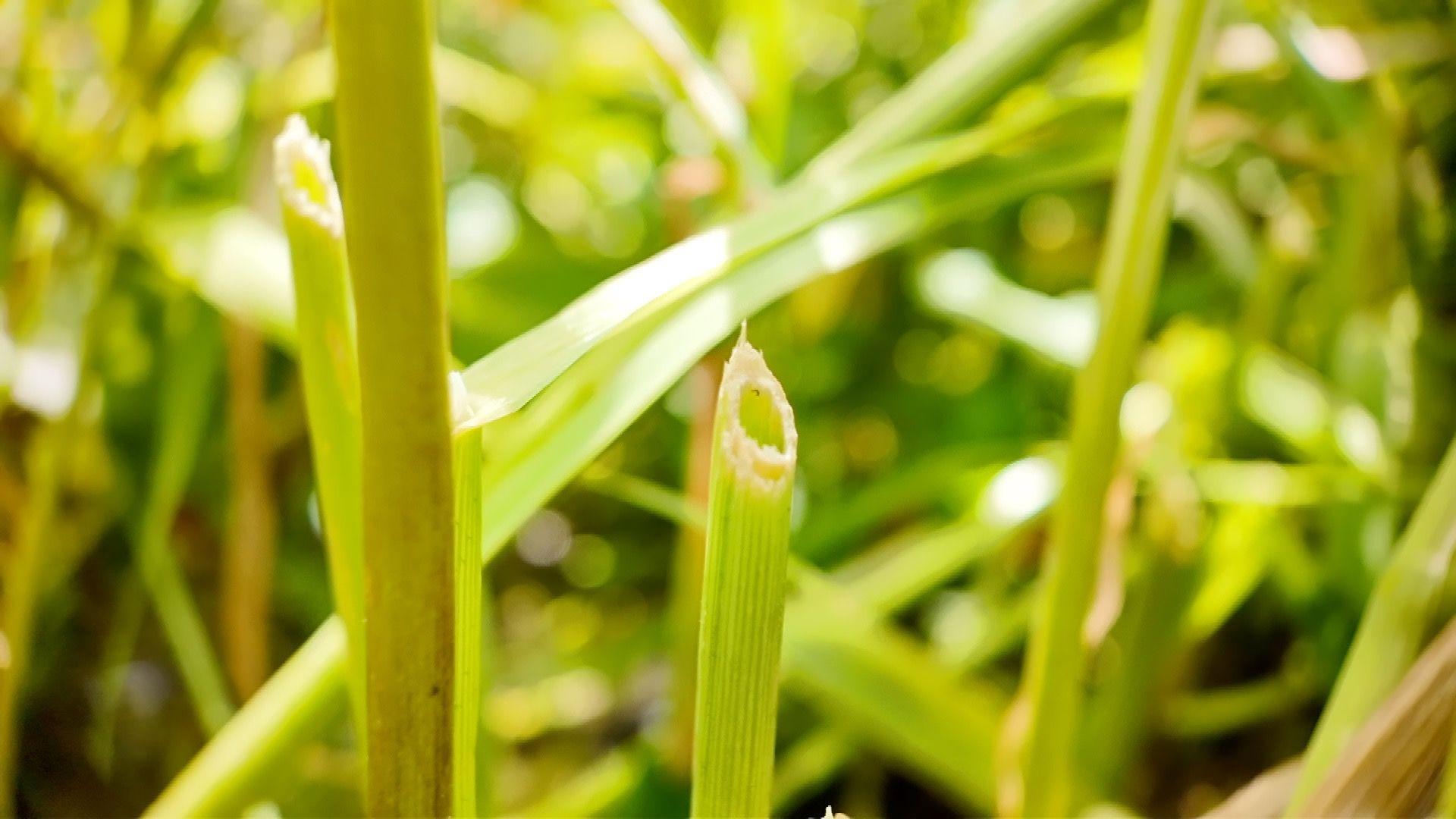 Poles and holes searching for voles - AOL