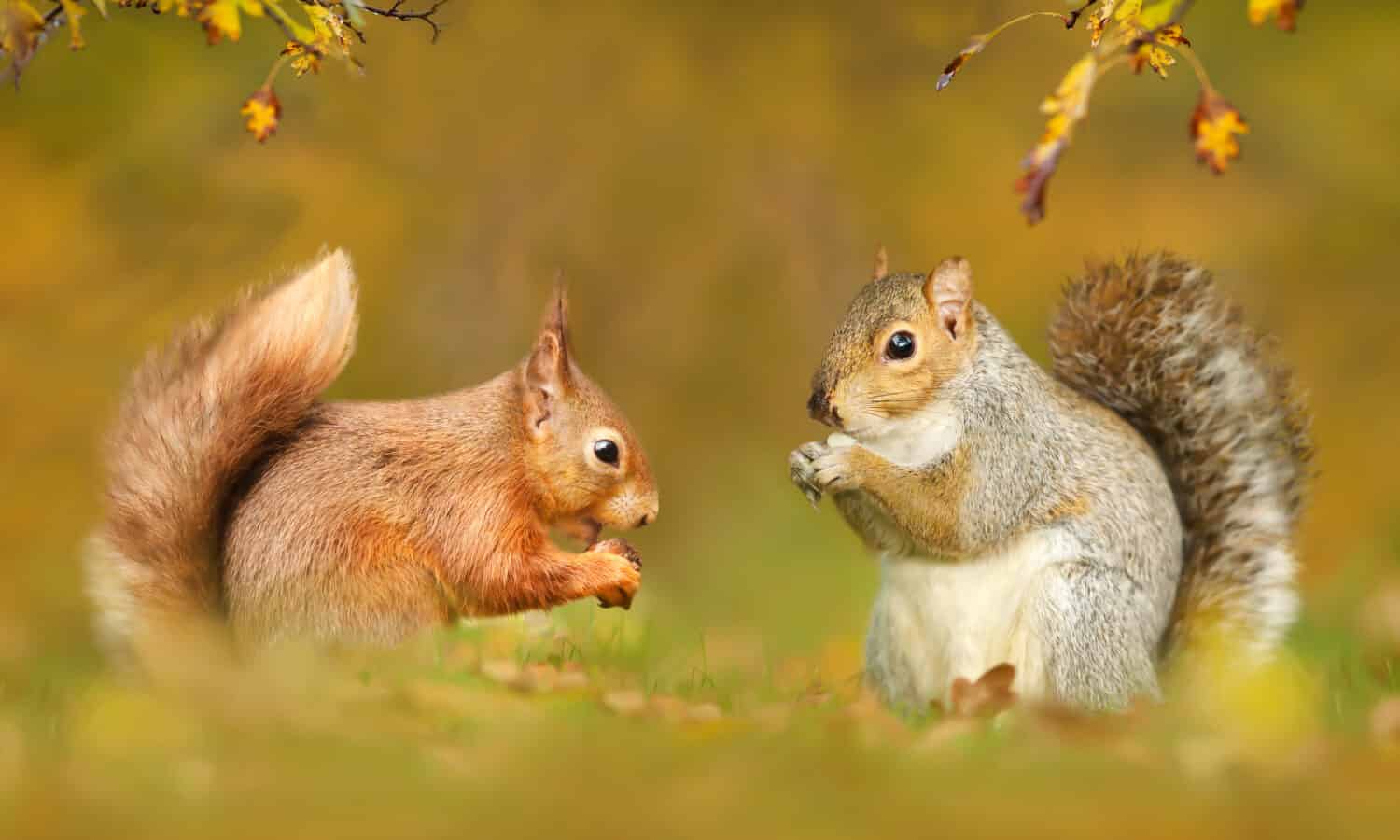 You Probably Assume These Animals Have Rabies, But They Almost Never Do ...