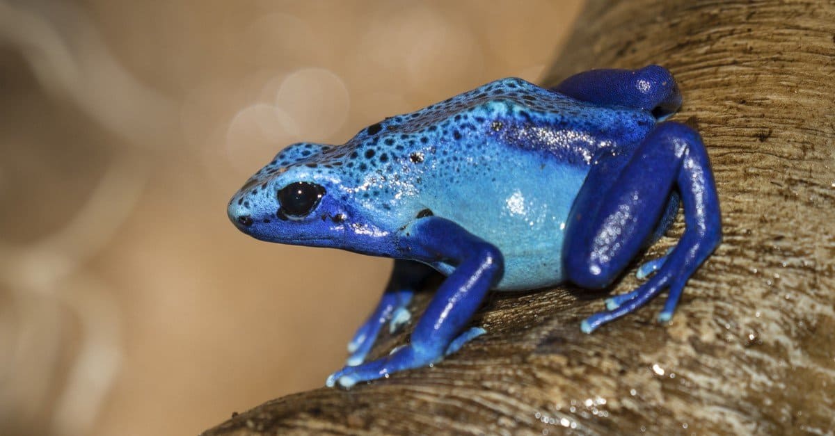 Nature’s Most Jaw-Dropping Shades of Blue - AOL