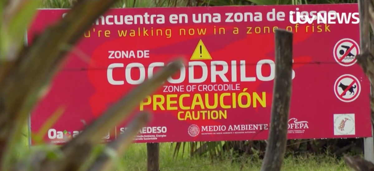 California couple tried to save swimmer killed in crocodile attack at ...