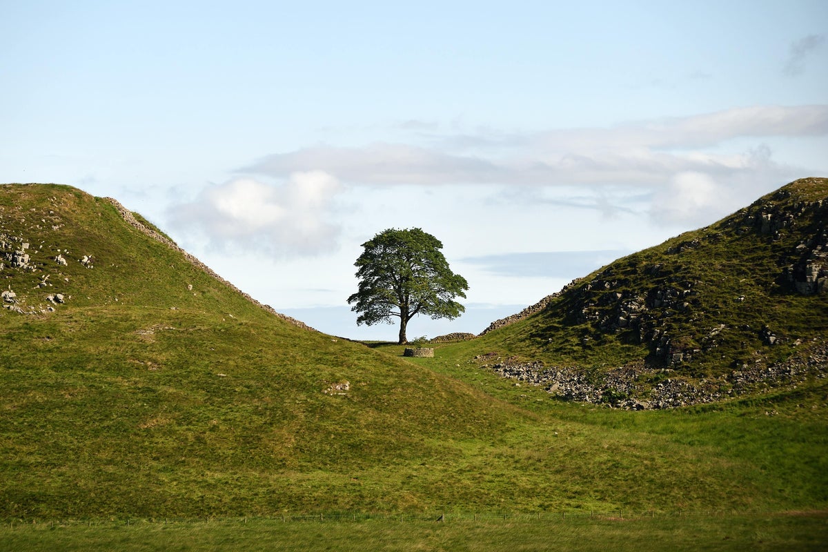 Sycamore Gap tree sapling stolen from National Trust castle - AOL