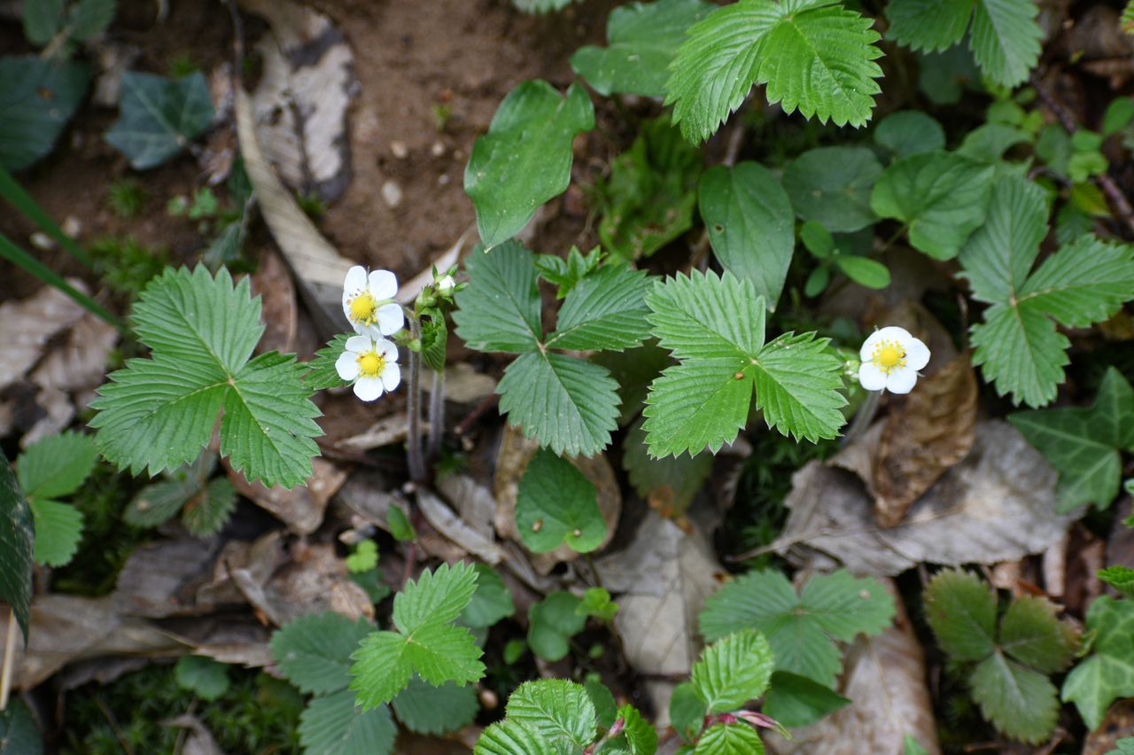 Not Hostas, Not Begonias: The Unexpected Ground Cover Thriving in Shade ...