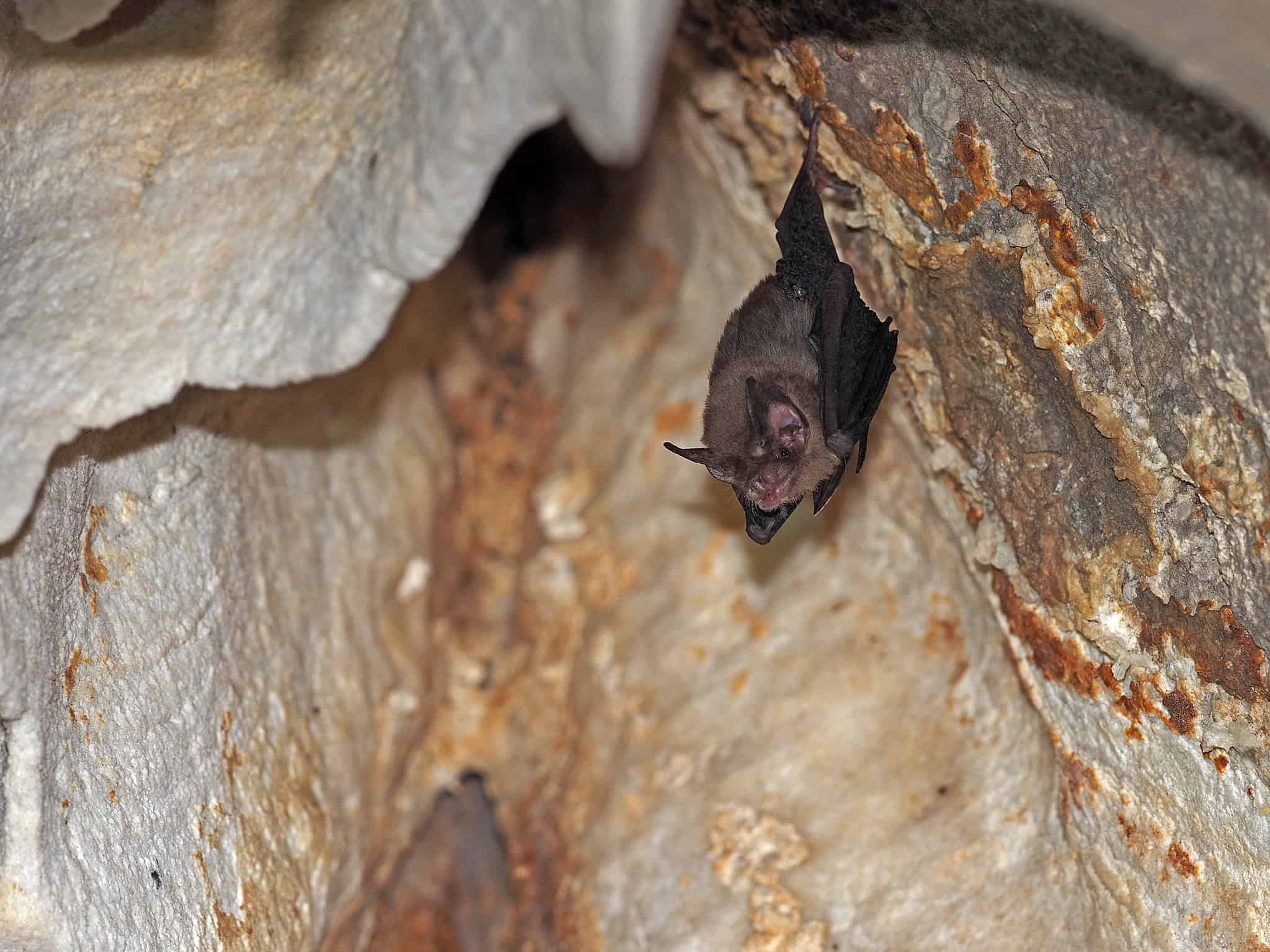 Why the Bumblebee Bat Is One of Nature’s Greatest Miniatures - AOL
