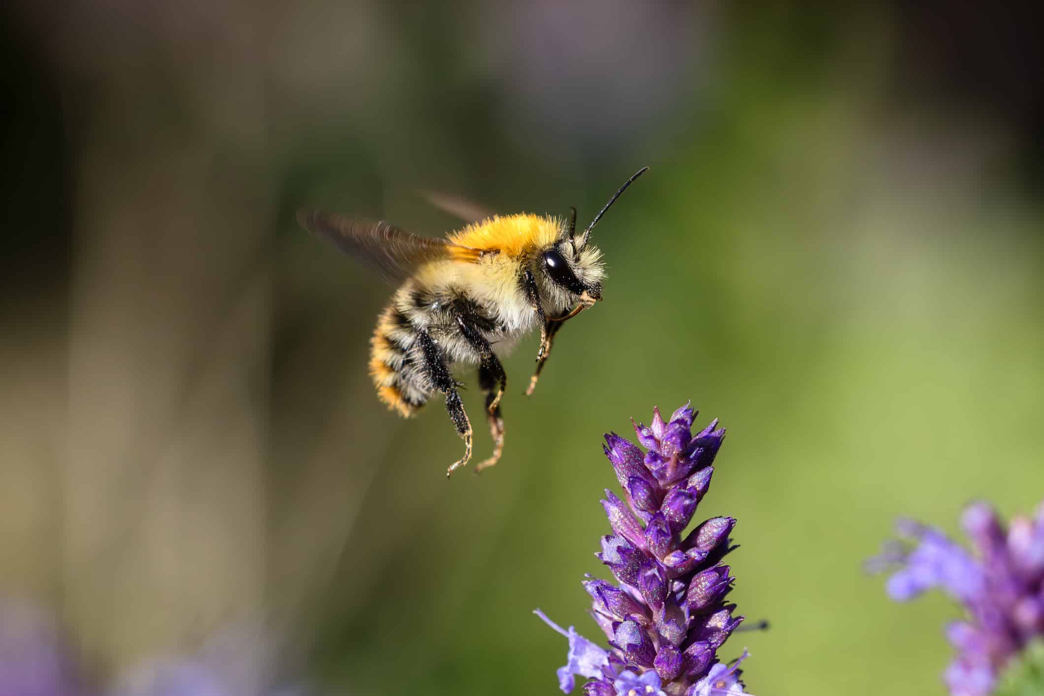 Why the Bumblebee Bat Is One of Nature’s Greatest Miniatures - AOL