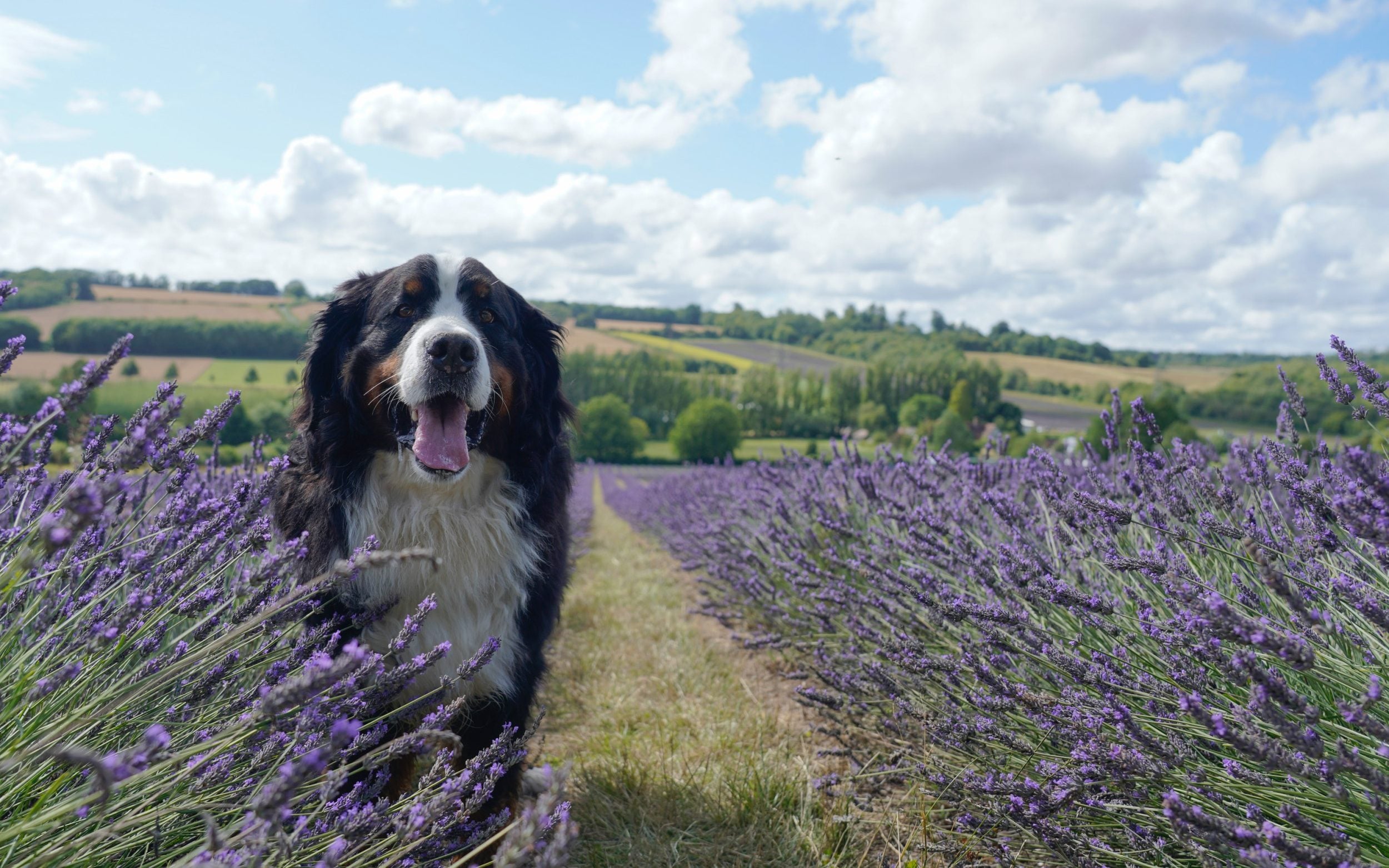 A dog-friendly guide to the Cotswolds - AOL