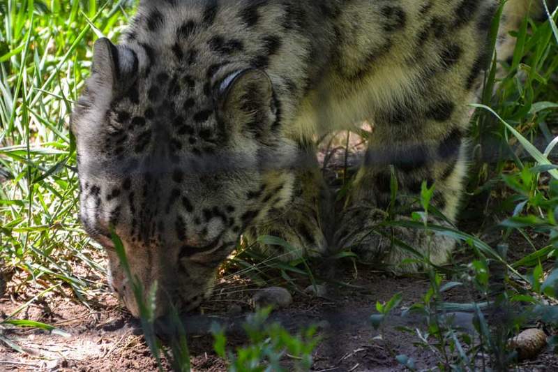 Idaho Falls Zoo welcomes ‘Lenny’ the snow leopard - AOL
