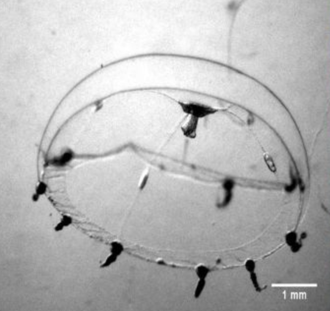 Jellyfish can heal wounds in minutes. Could humans be next? - AOL
