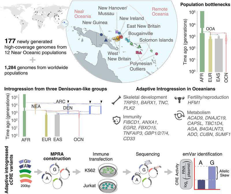 Ancient DNA in Oceania reveals hidden human evolution and health ...