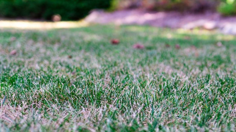 The Best Way To Keep Your Lawn From Turning Brown During A Heatwave Aol