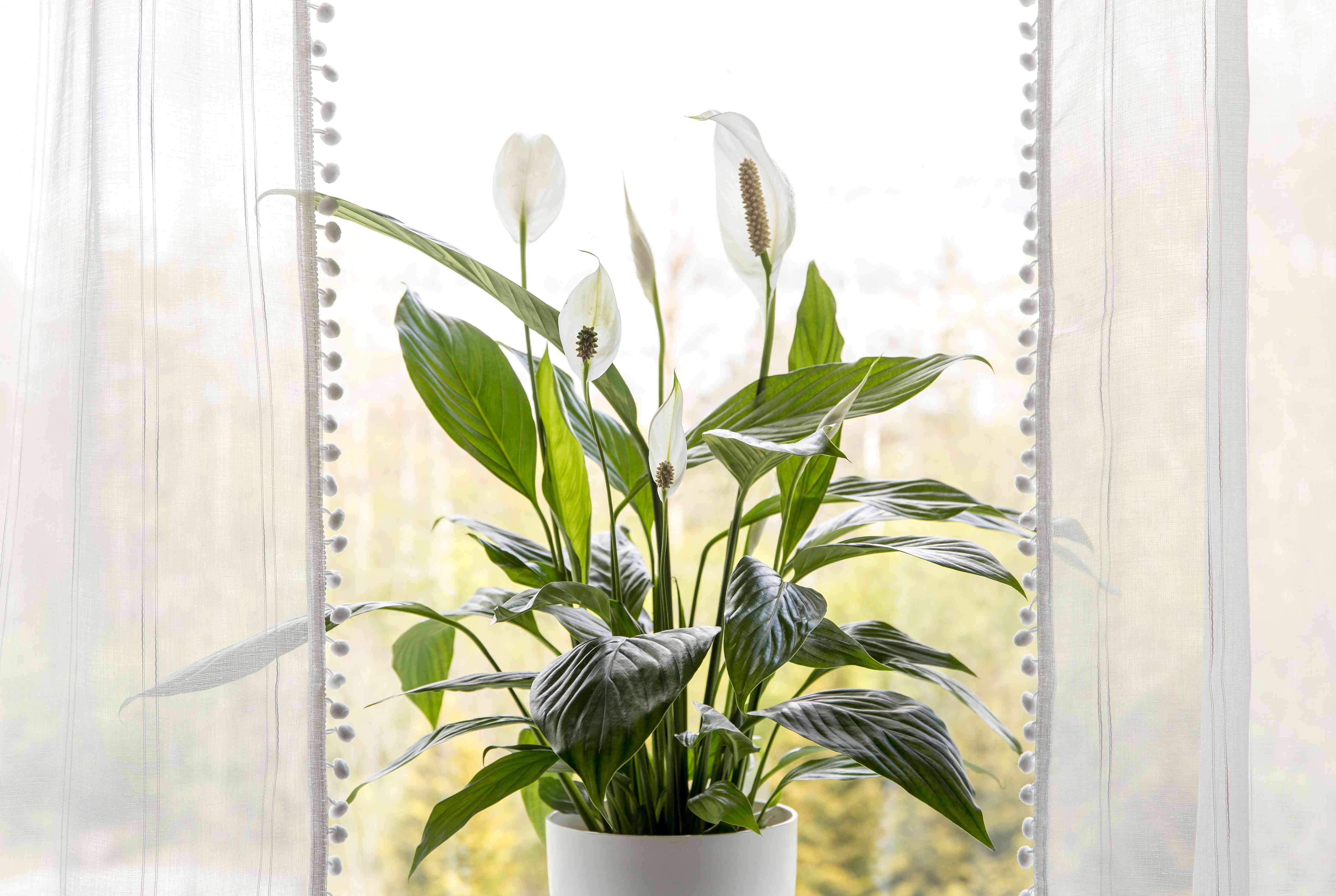 9 Air-Purifying Houseplants That Are As Beautiful As They Are Practical ...