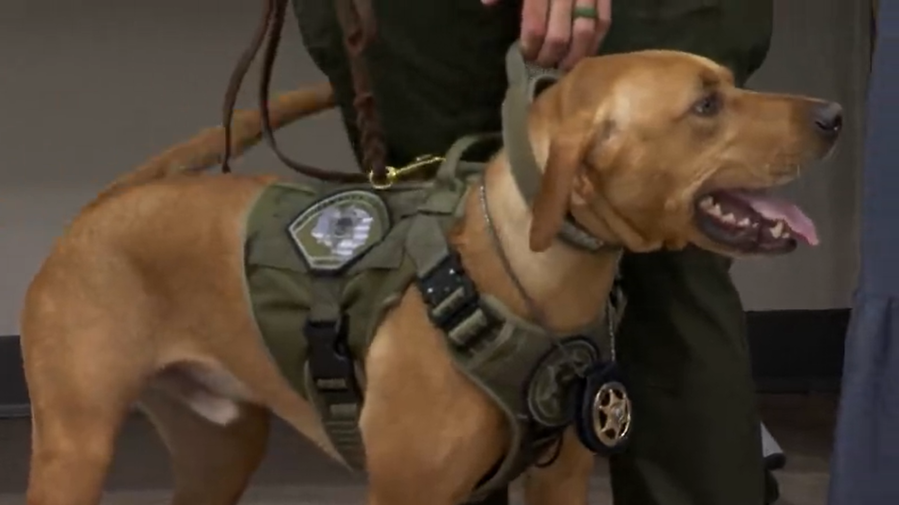 Shelter dogs become school K9 officers in Williamson County - AOL