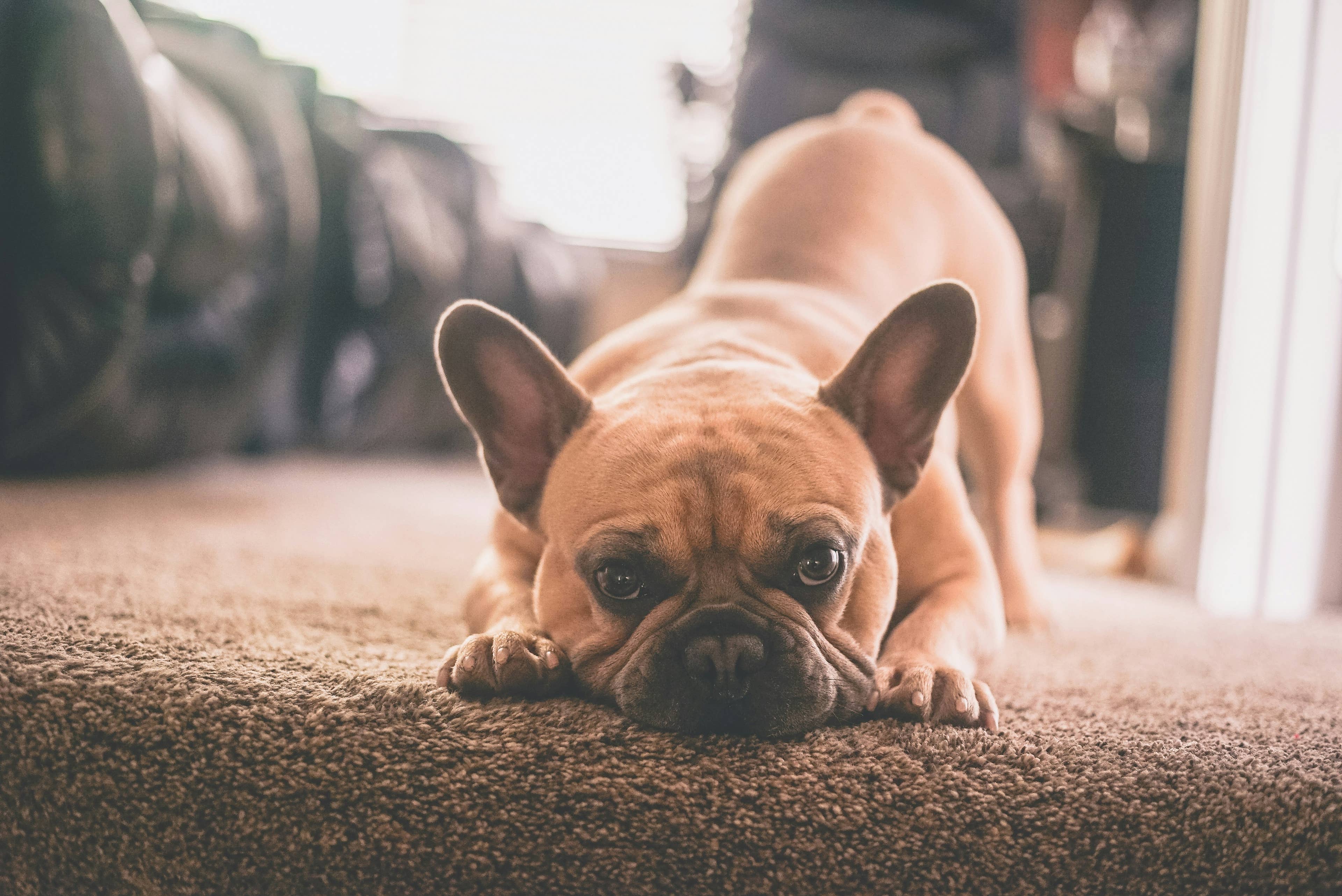 Tiny French Bulldog Puppy With Cleft Palate Makes Her 'Big Feelings ...