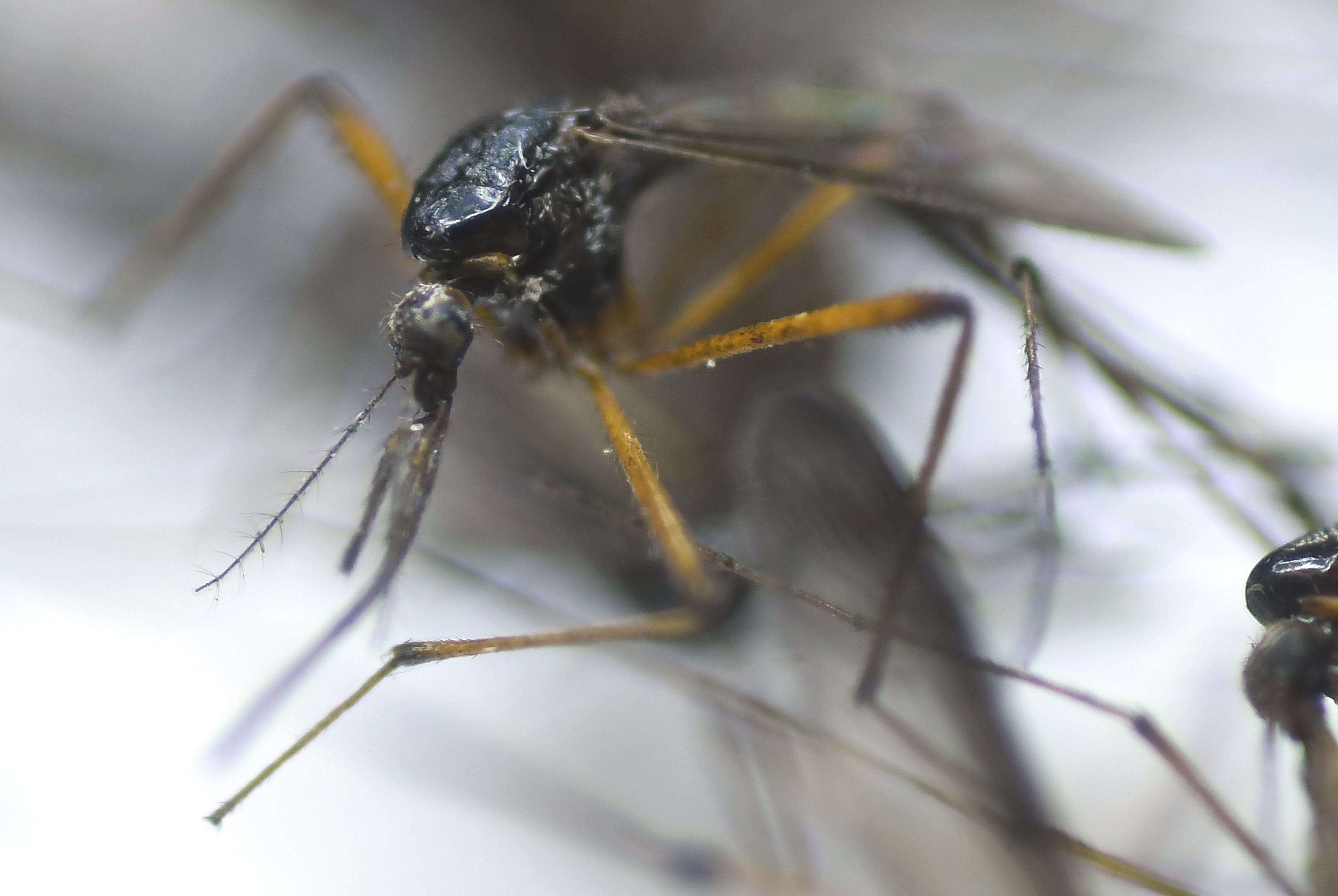 Heavy rain could unleash Wilmington's missing summer pest - AOL