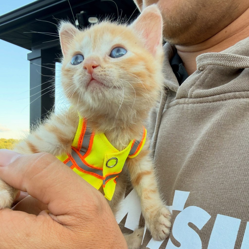 Kitten goes viral for getting rescued by construction workers — now ...