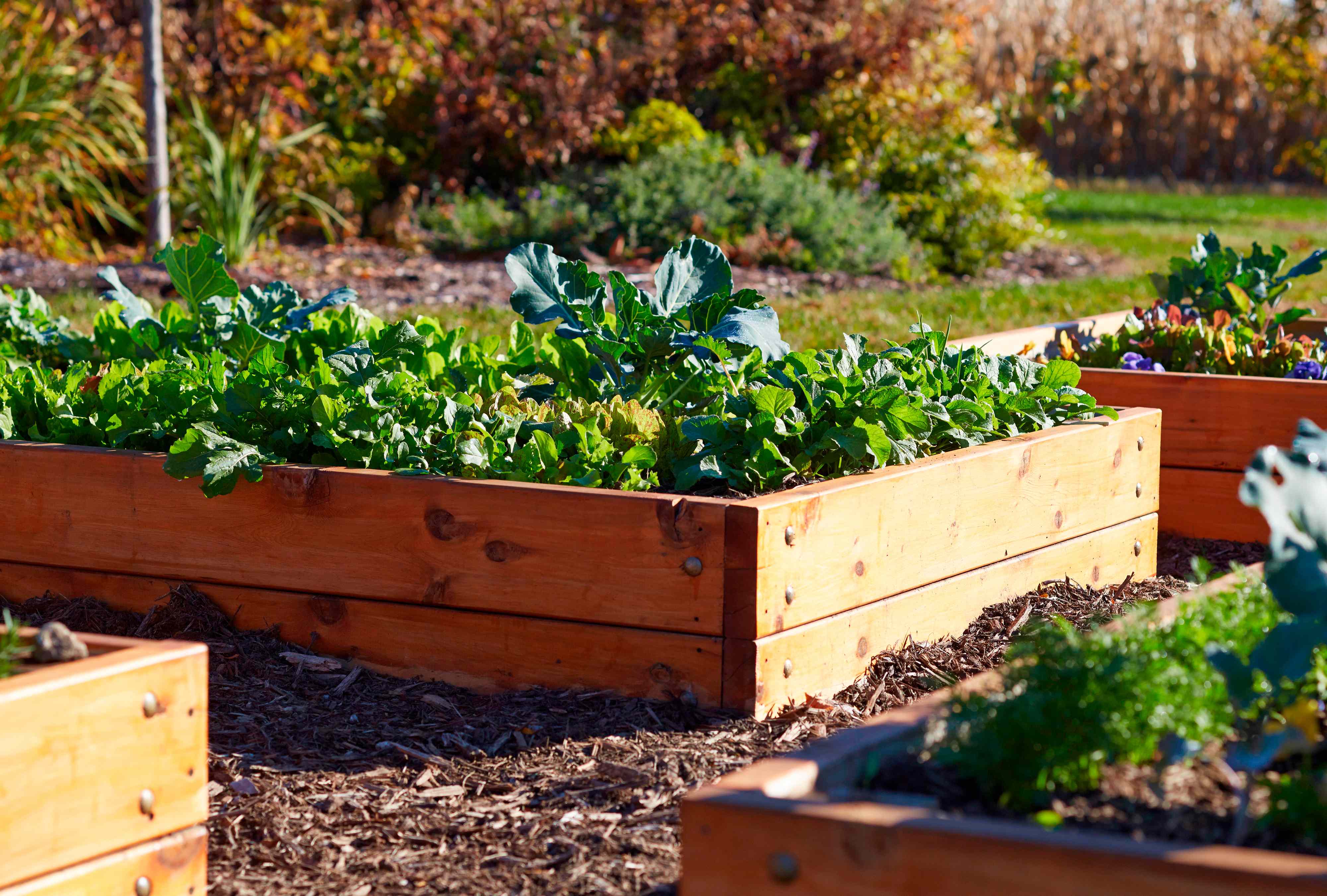 8 Fast-Growing Greens to Plant Now for a Delicious Fall Garden Harvest ...
