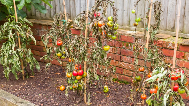 Tomato Blight: What It Is And How To Save Your Plants - AOL