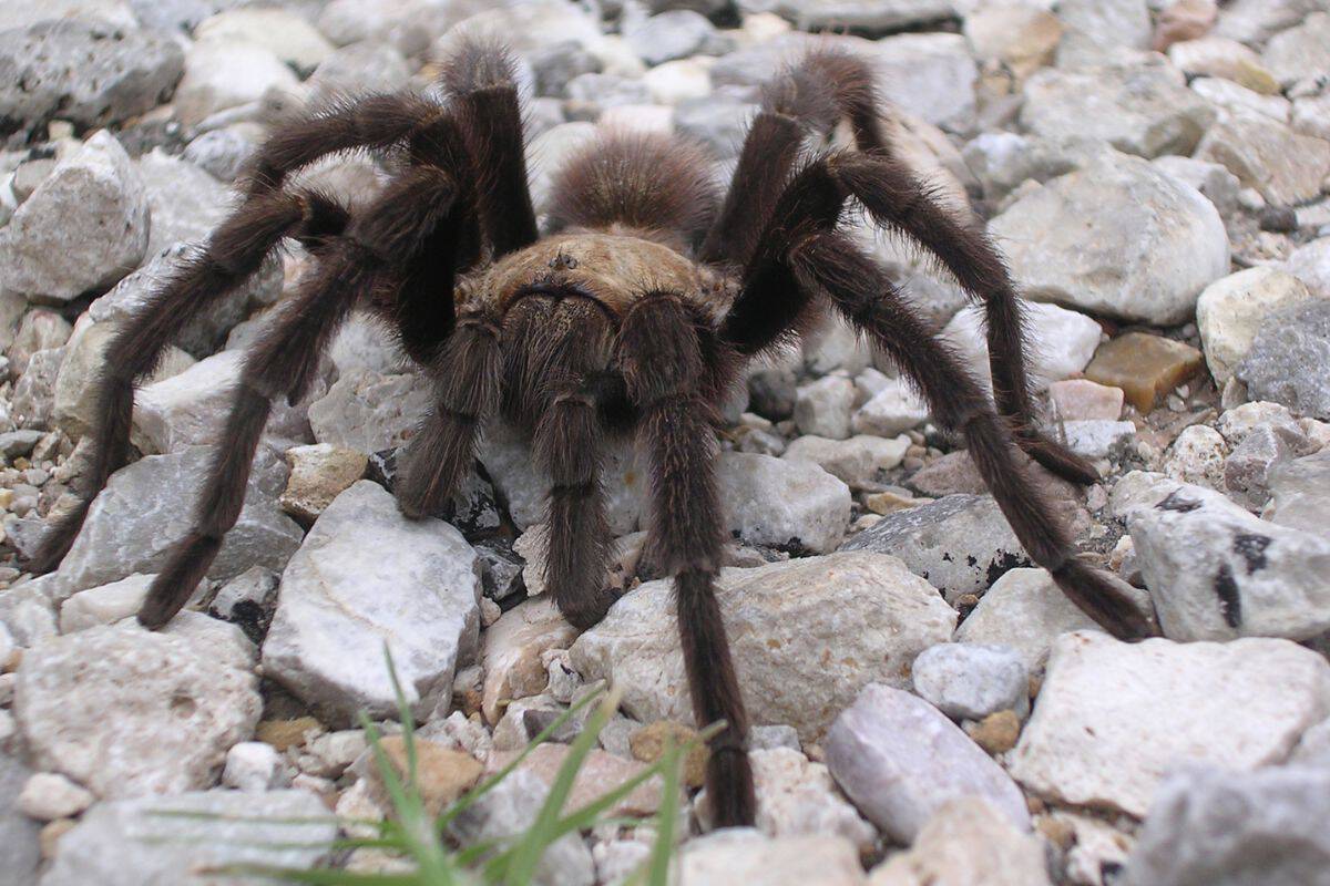It’s not a migration: what Colorado’s tarantulas are really doing each ...