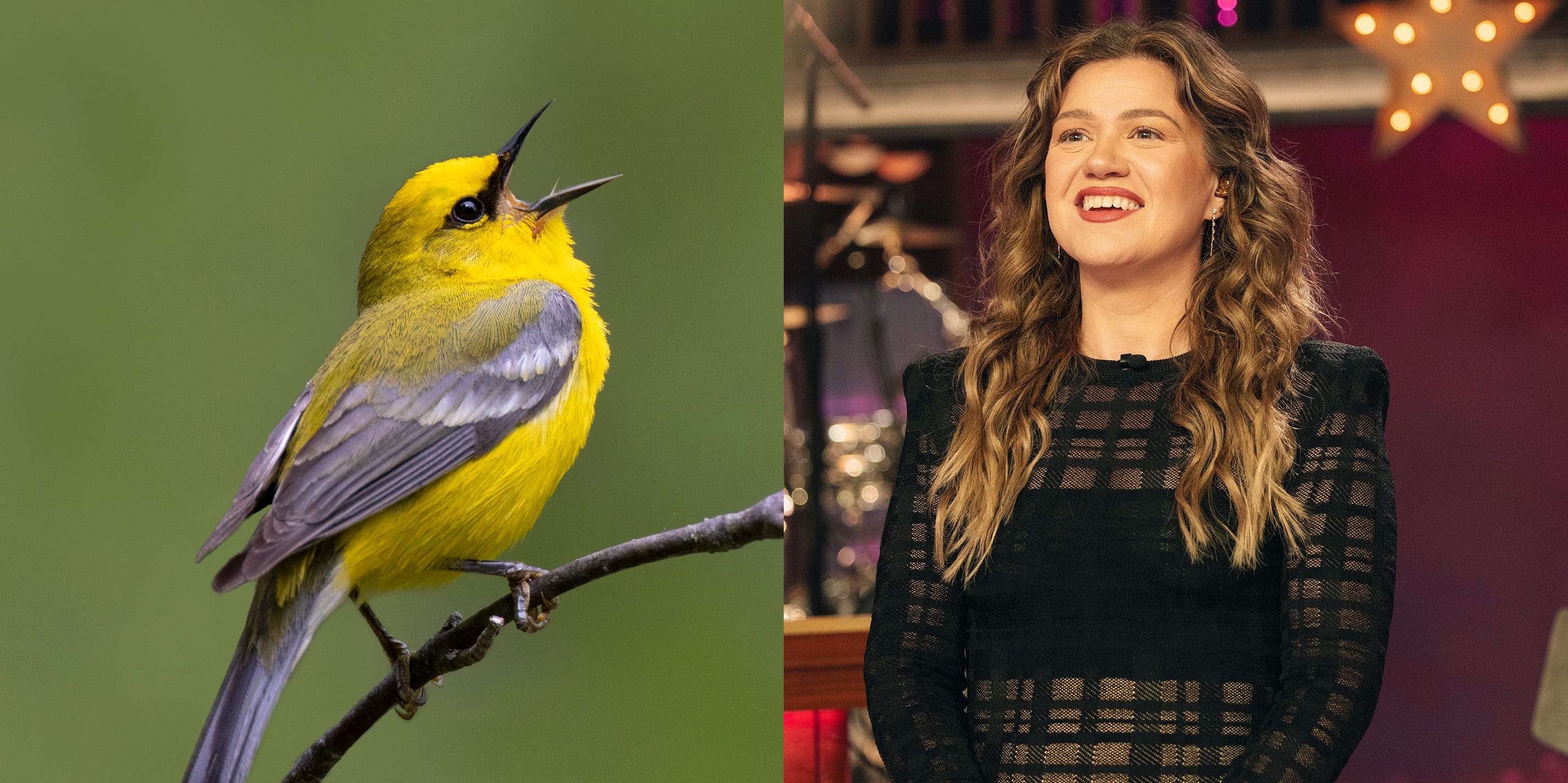 Why Kelly Clarkson’s Feud Over a $15,000 Mechanical Bird Sounds All ...