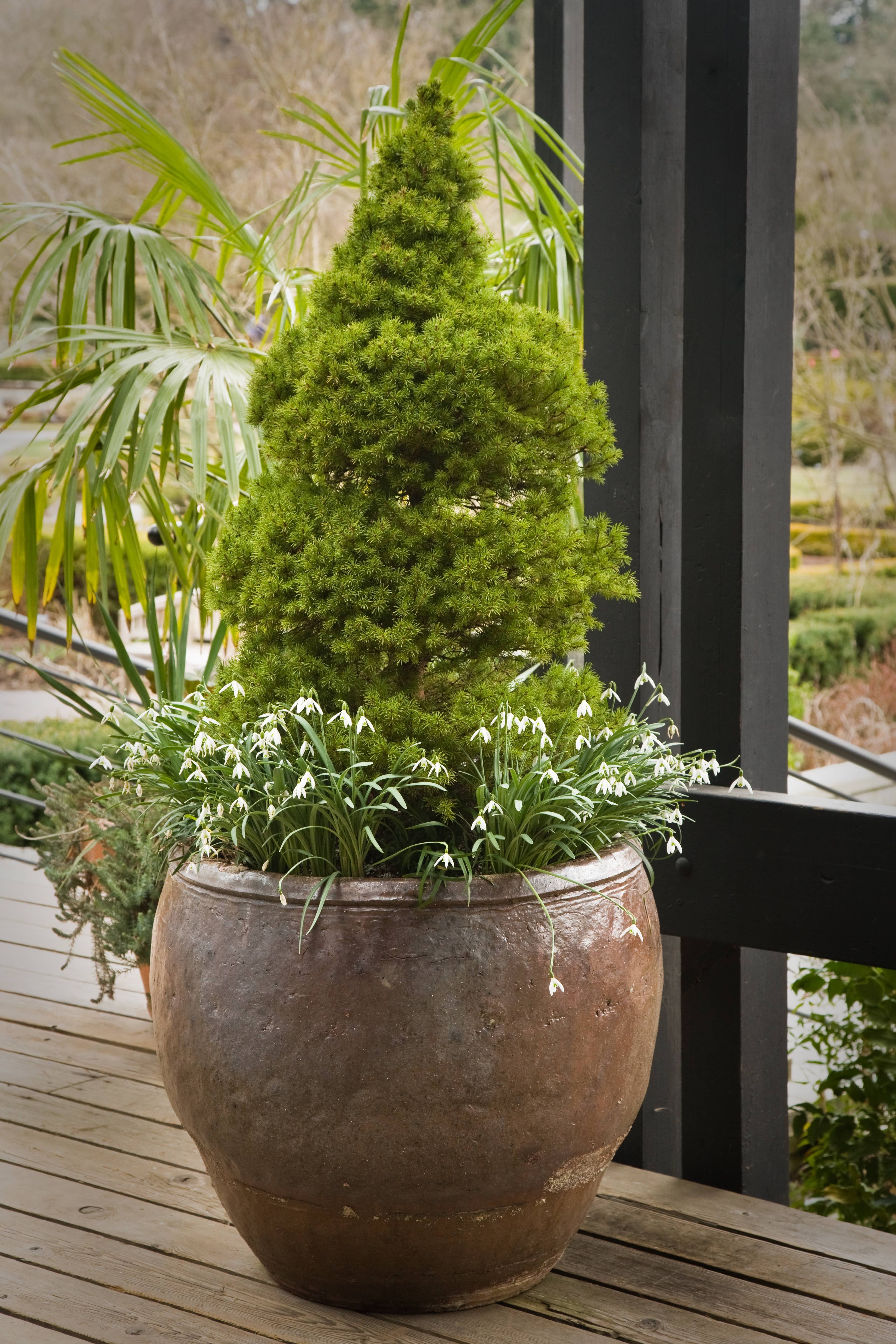 Can You Really Grow Conifers in Pots? 3 Varieties Arborists Recommend - AOL